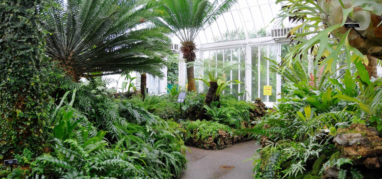 Fern Room | Phipps Conservatory and Botanical Gardens | Pittsburgh PA